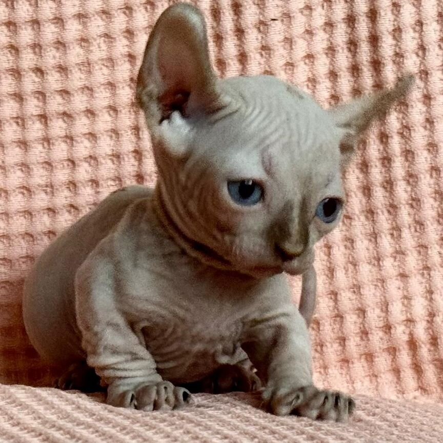 Канадский сфинкс Бамбино