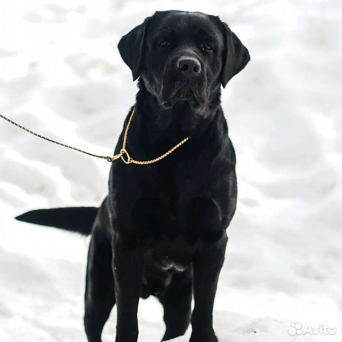Лабрадор вязка. Лабрадор приглашает на вязку