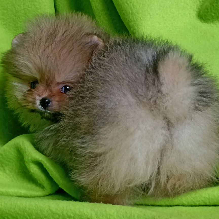 Померанский шпиц, щенок