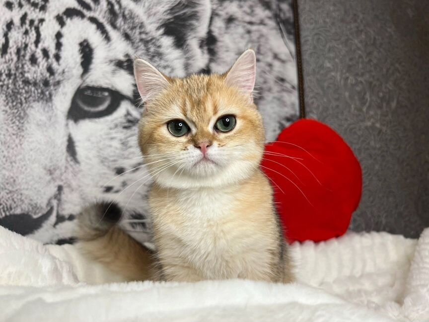 Котята золотой британской шиншиллы