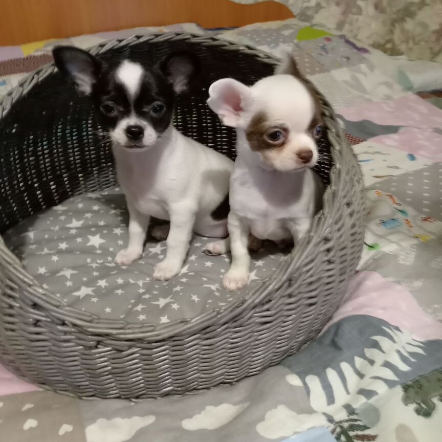 Щенки чихуахуа