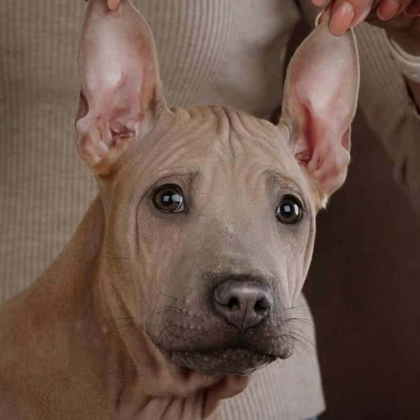 Тайский риджбек, щенок