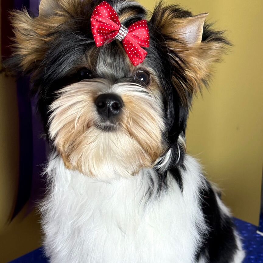 Щенки бивер