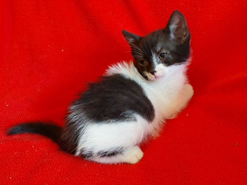 Чёрно белая малышка в дар