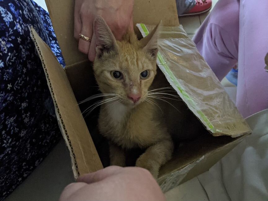 Найден рыжий (кремовый) кот. Бабушкинский район