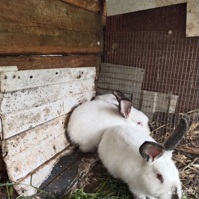 Калифорнийские крольчата 5 и 4 месяца