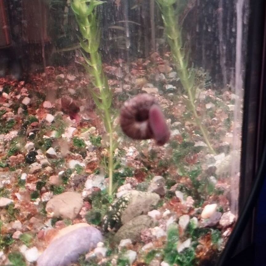 Улитка - катушка темно-красная