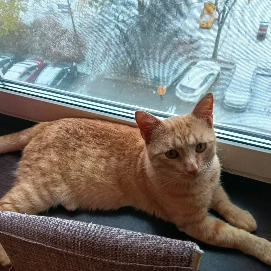 Рыжий котик ищет дом