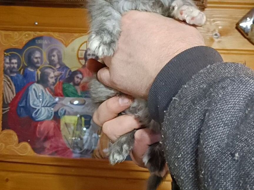 Девочка Мейн Кун