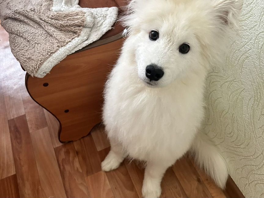 Самоедская лайка