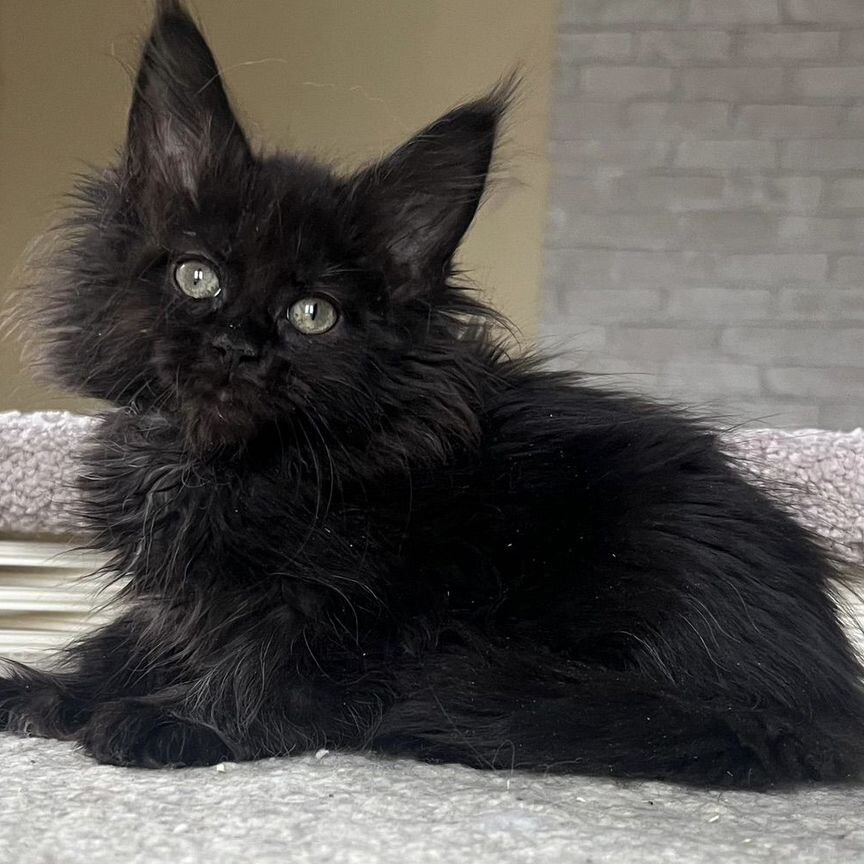 Мейн-кун полидакт