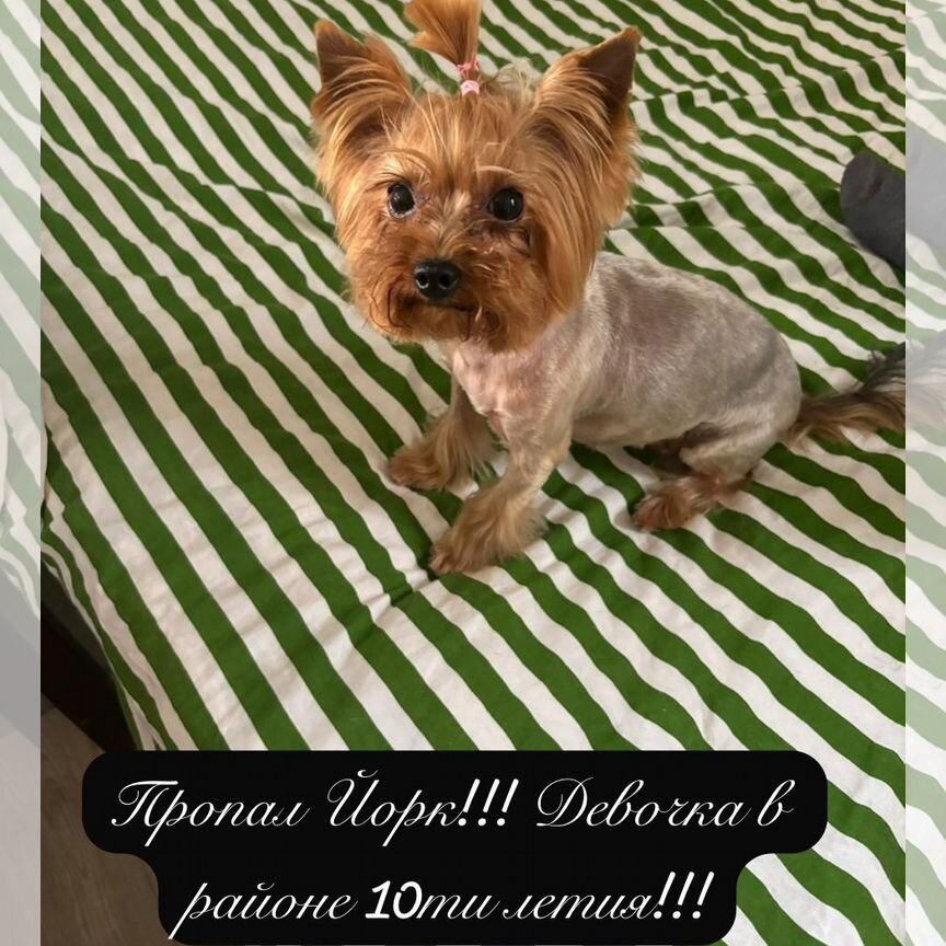 Йоркширский терьер