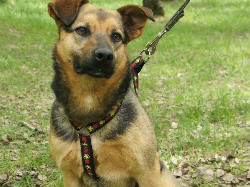 Собака в добрые руки отдам бесплатно