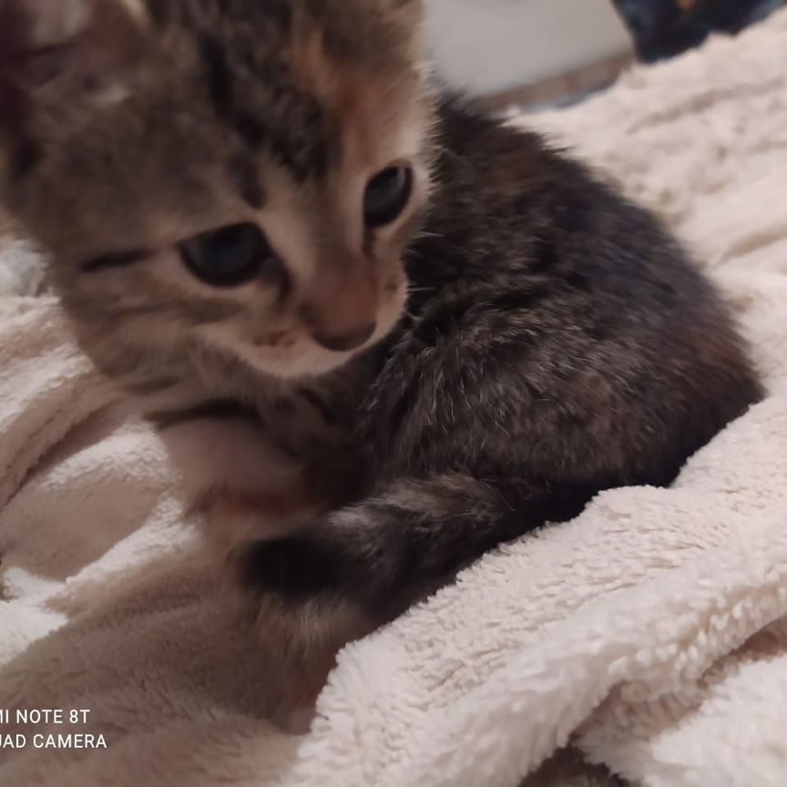 Отдам в добрые руки котенка 1 месяц