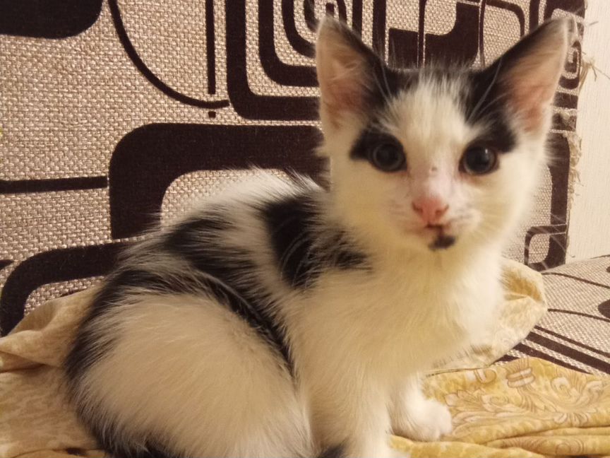 Маленький котенок белый