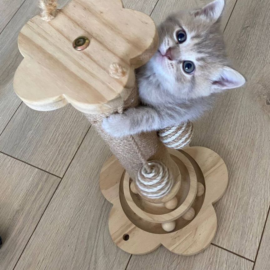 Шотландский прямоухий короткошёрстный котёнок