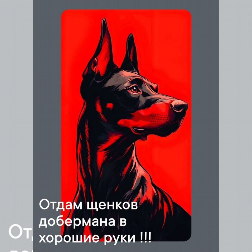 Отдам бесплатно щенки добермана