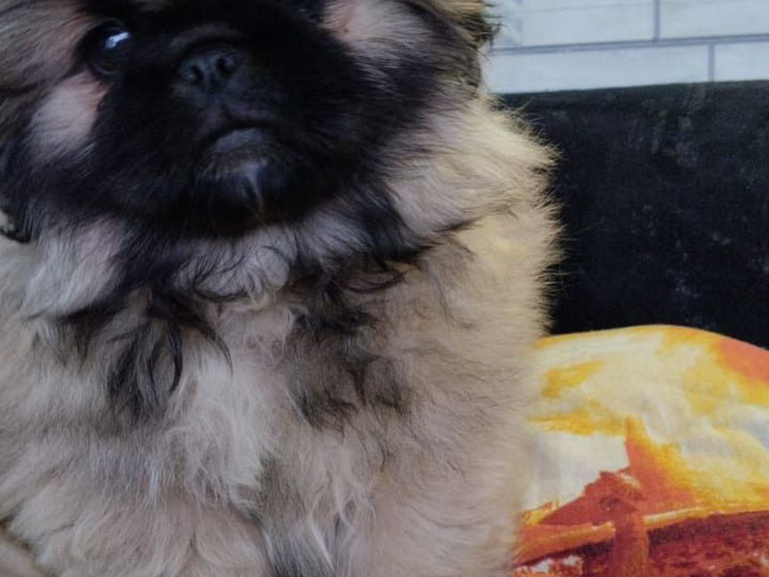 Щенки пикинеса