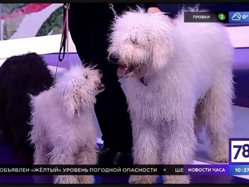 Комондор