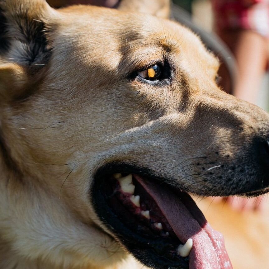 Собака добрый великан