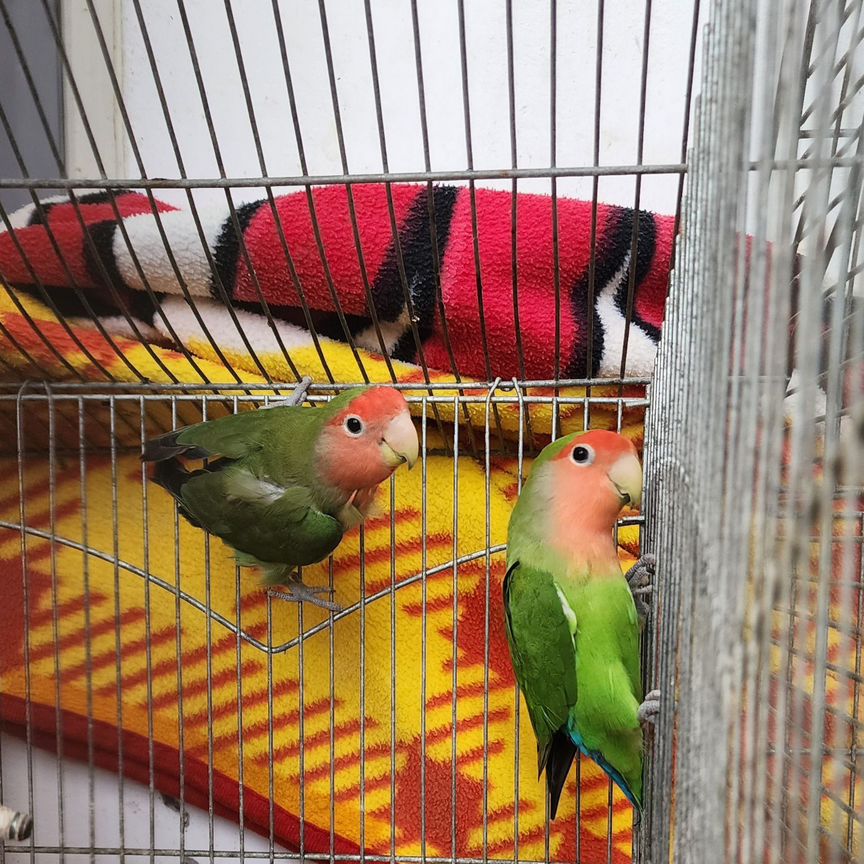 Неразлучники зелёные пара