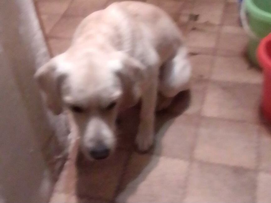 Отдам лабрадора мальчик,прибился к нам