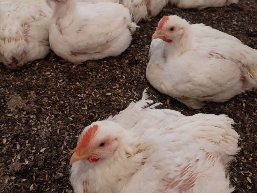 Бройлеры на забой