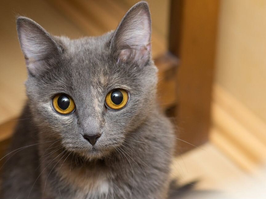 Ищем семью котику
