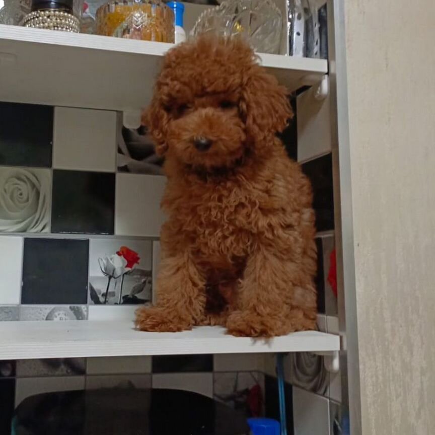 Той-пудель, щенок