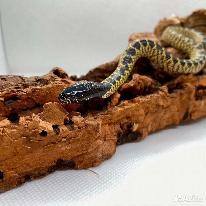 Королевская великолепная змея