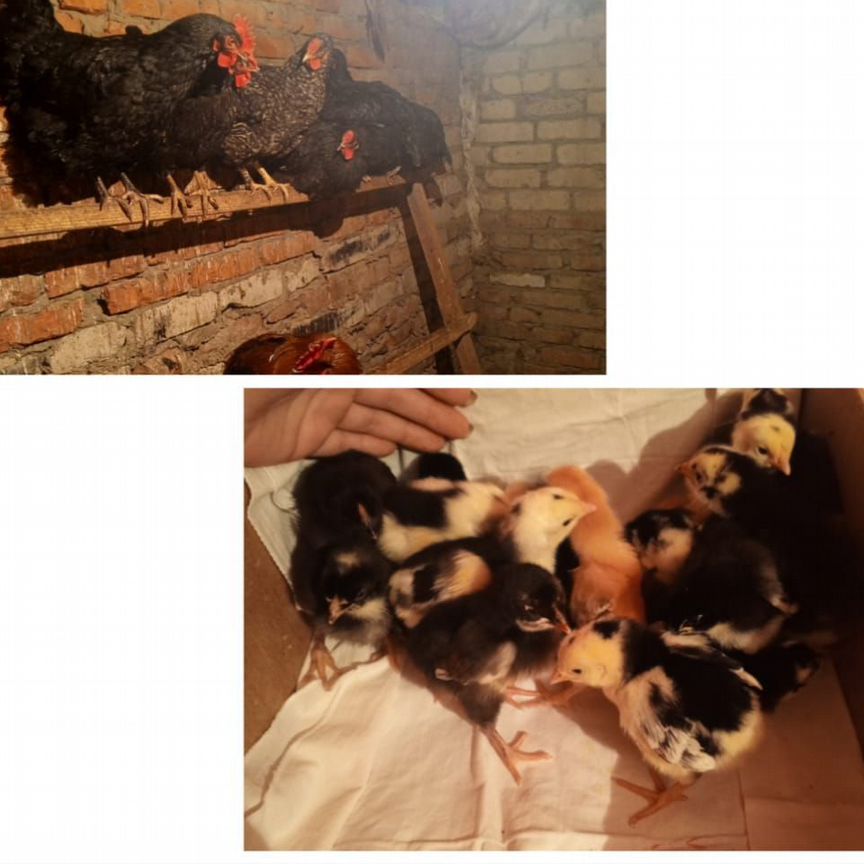 Цыплята Доминант