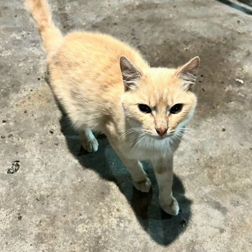 Взрослый кот в добрые руки