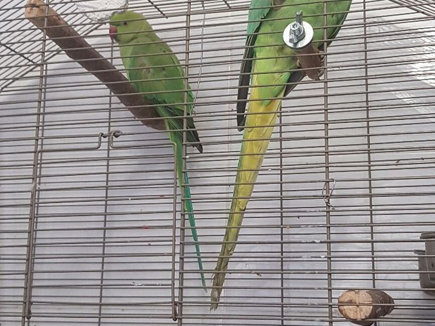 Ожереловый попугай пара