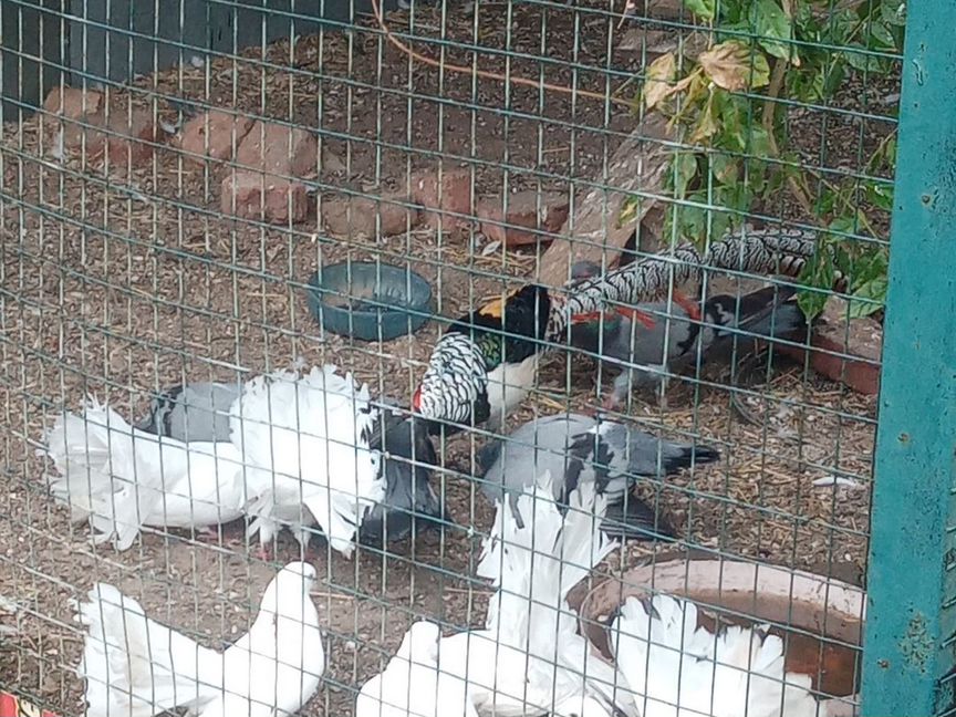 Декоративные голуби