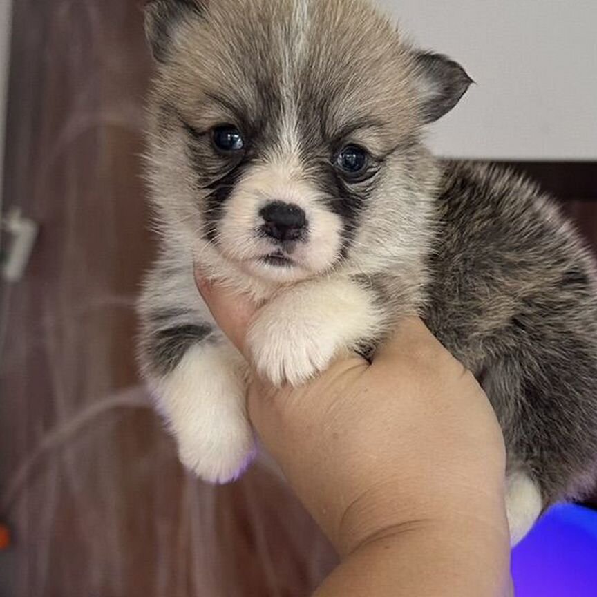 Шикарные коржики РКФ