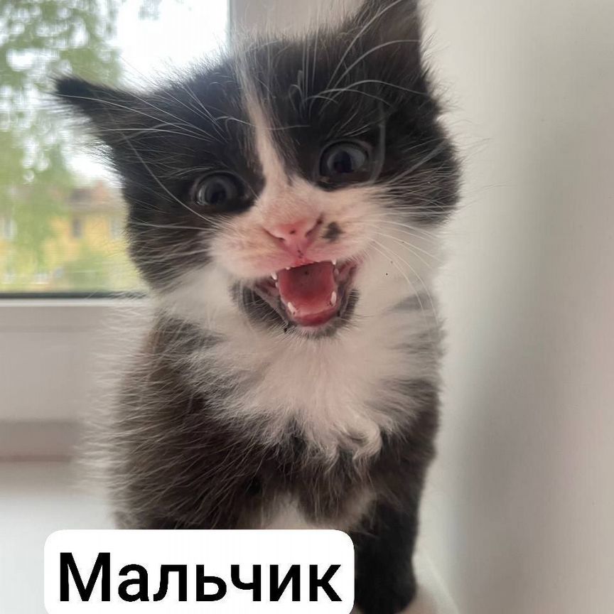 Котята в добрые руки бесплатно