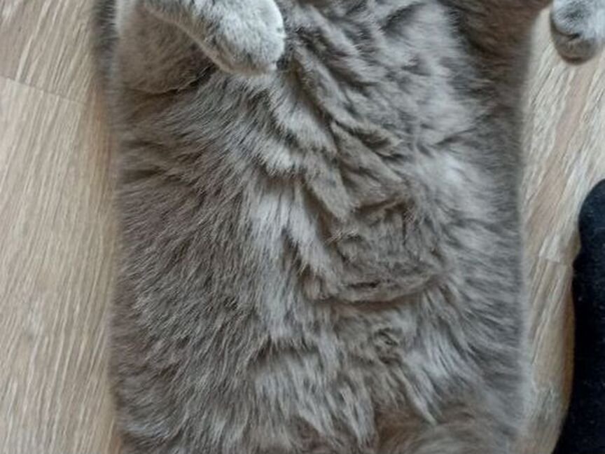 Британский кот