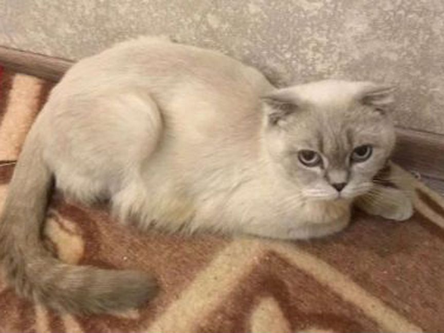 Кошка