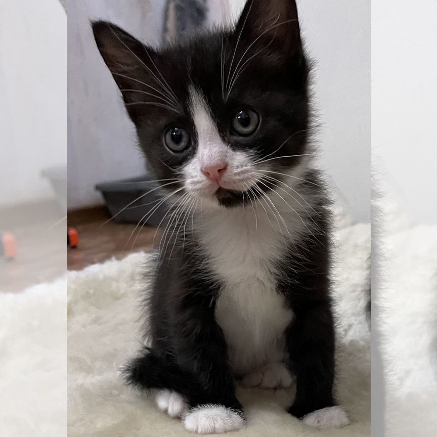 Котёнок в добрые руки
