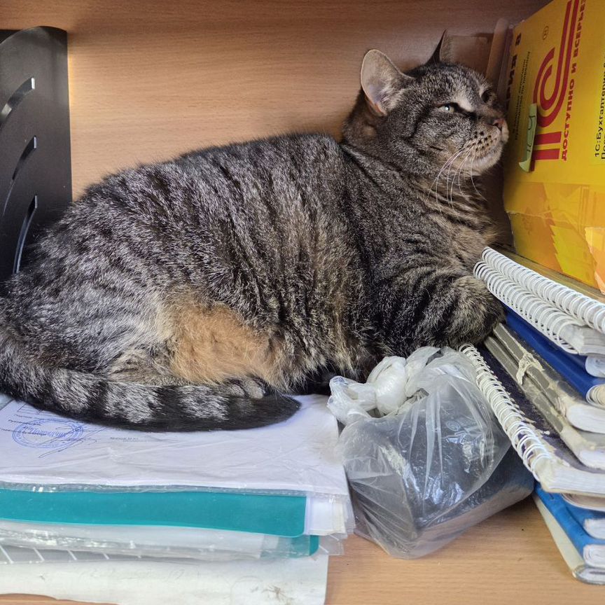 Взрослая, Девочка кошка в добрые руки