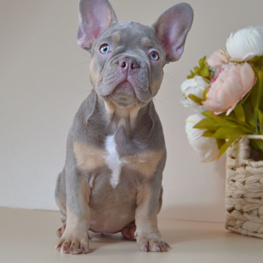 Французский бульдог щенки