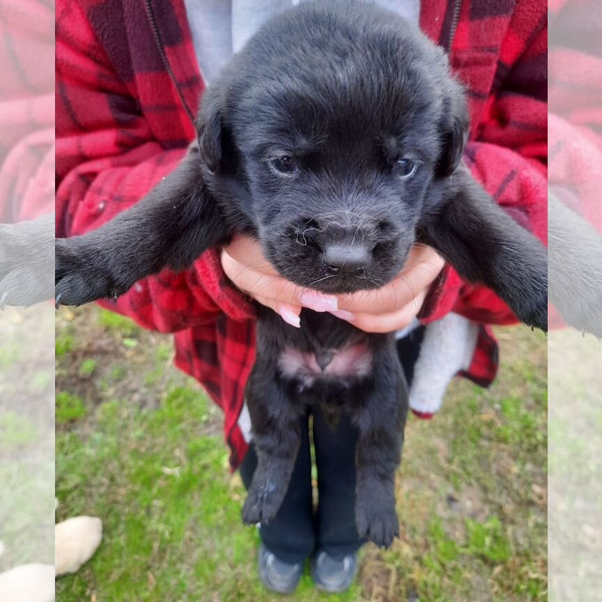 Лабрадор-ретривер, щенок