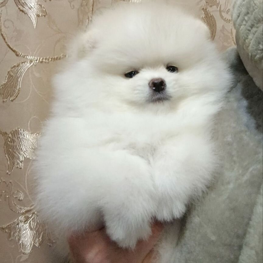 Щенок шпица мальчик