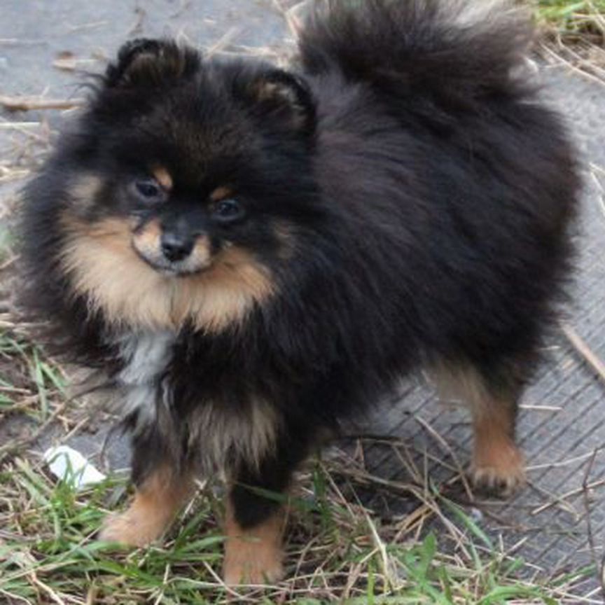 Померанский шпиц, щенок