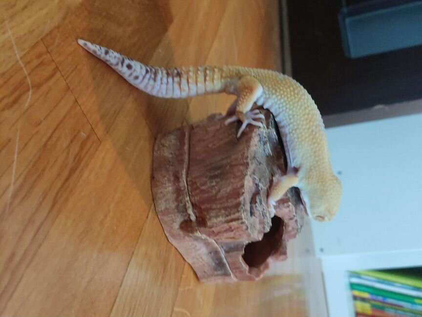 Влажная камера для рептилий