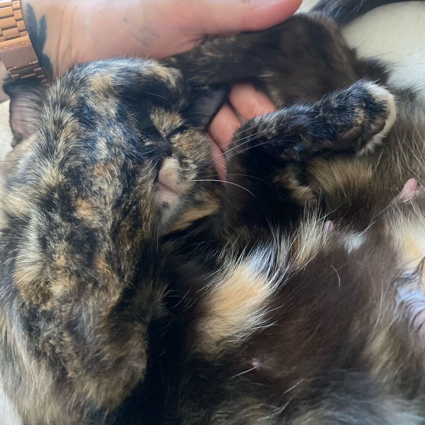 Кошки