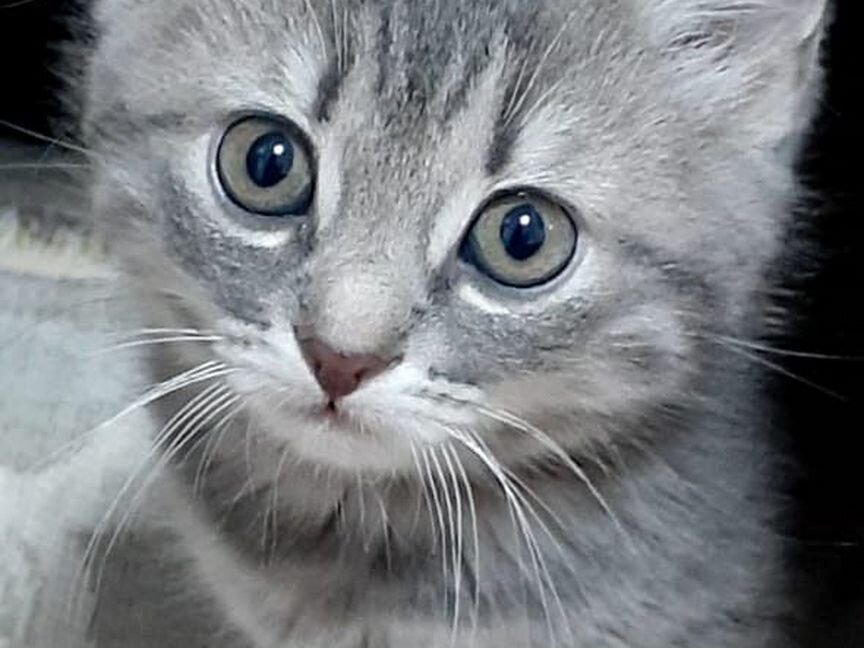 Кошечка