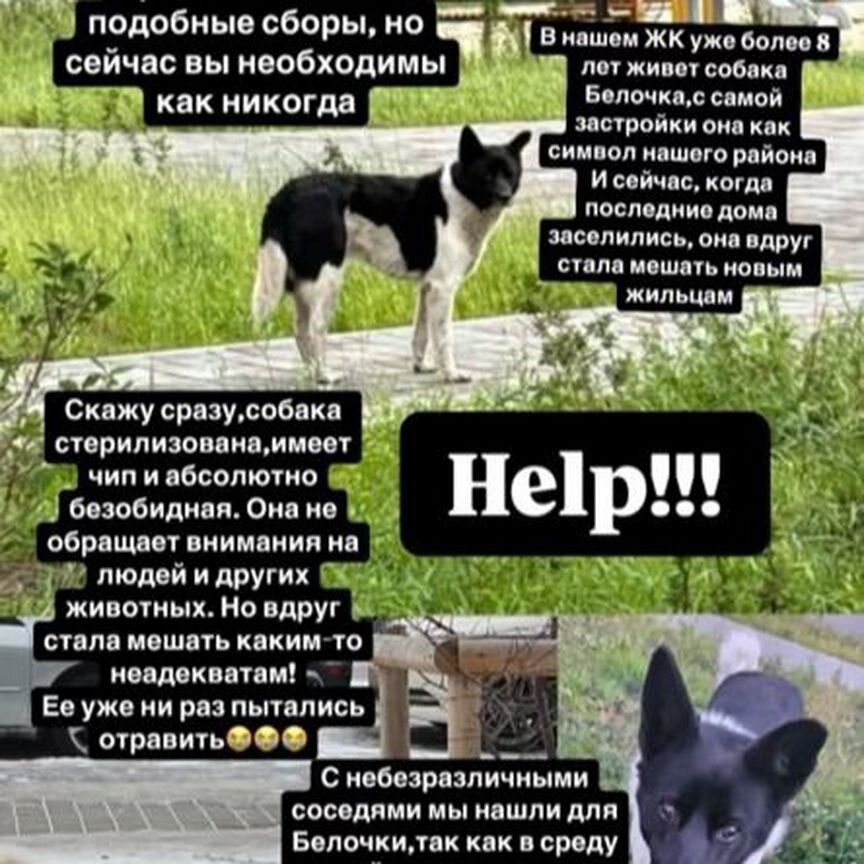 Собака