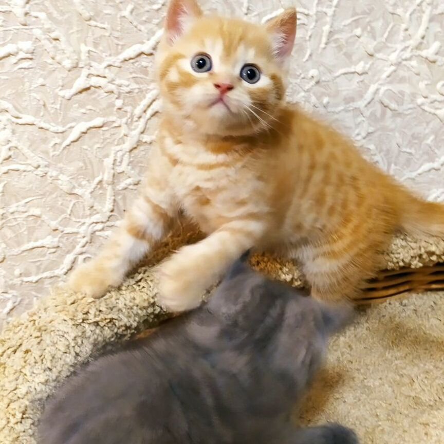 Красивые котята