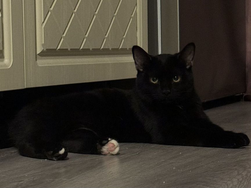 Котята в добрые руки 8 мес